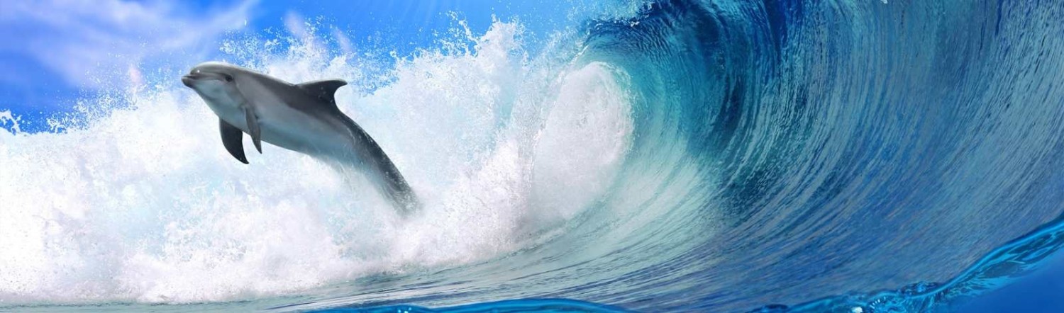Saving the Dolphins – GREENPEACE FOUNDATION