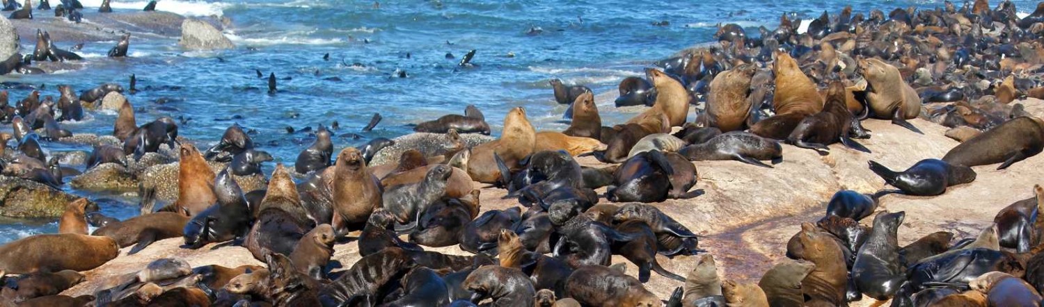 Saving the Seals – GREENPEACE FOUNDATION