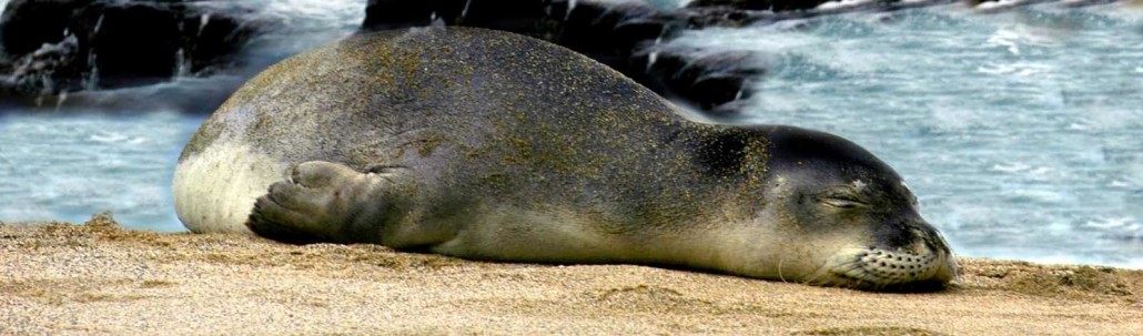 Saving the Seals – GREENPEACE FOUNDATION