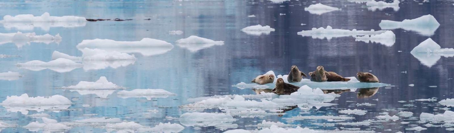 Saving the Seals – GREENPEACE FOUNDATION